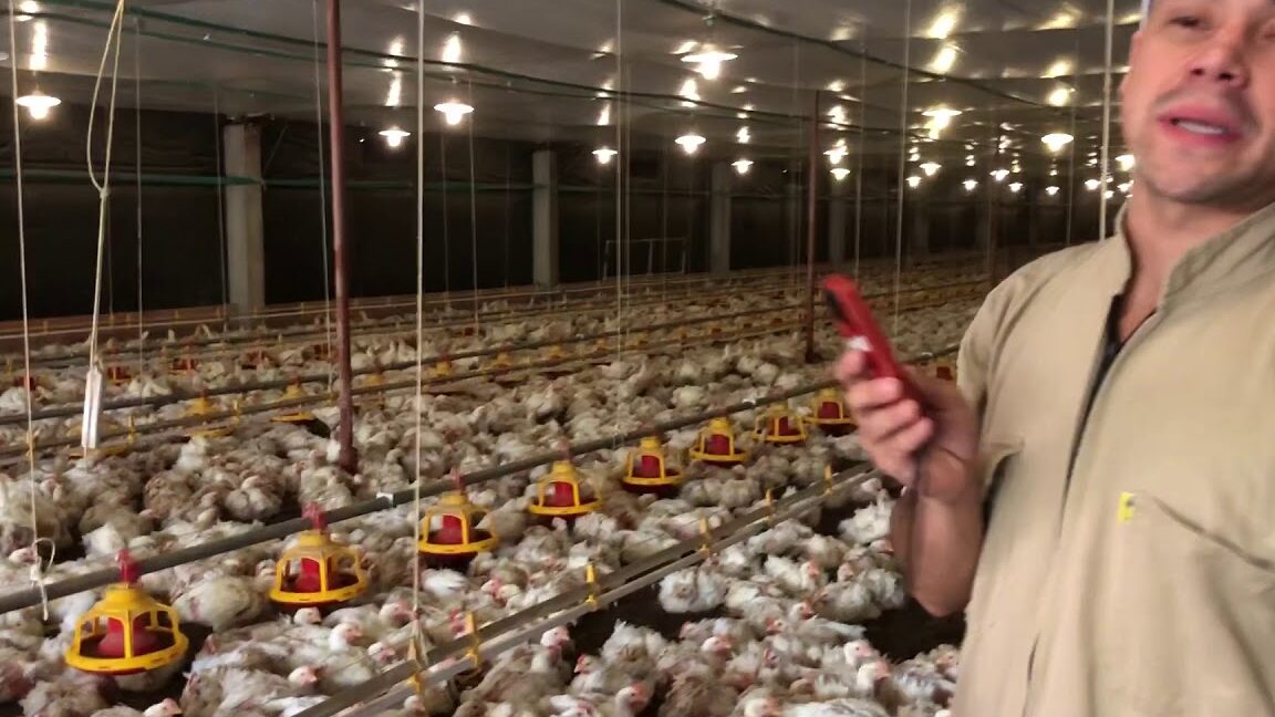 Control de aves: optimiza tu espacio de manera segura y eficiente