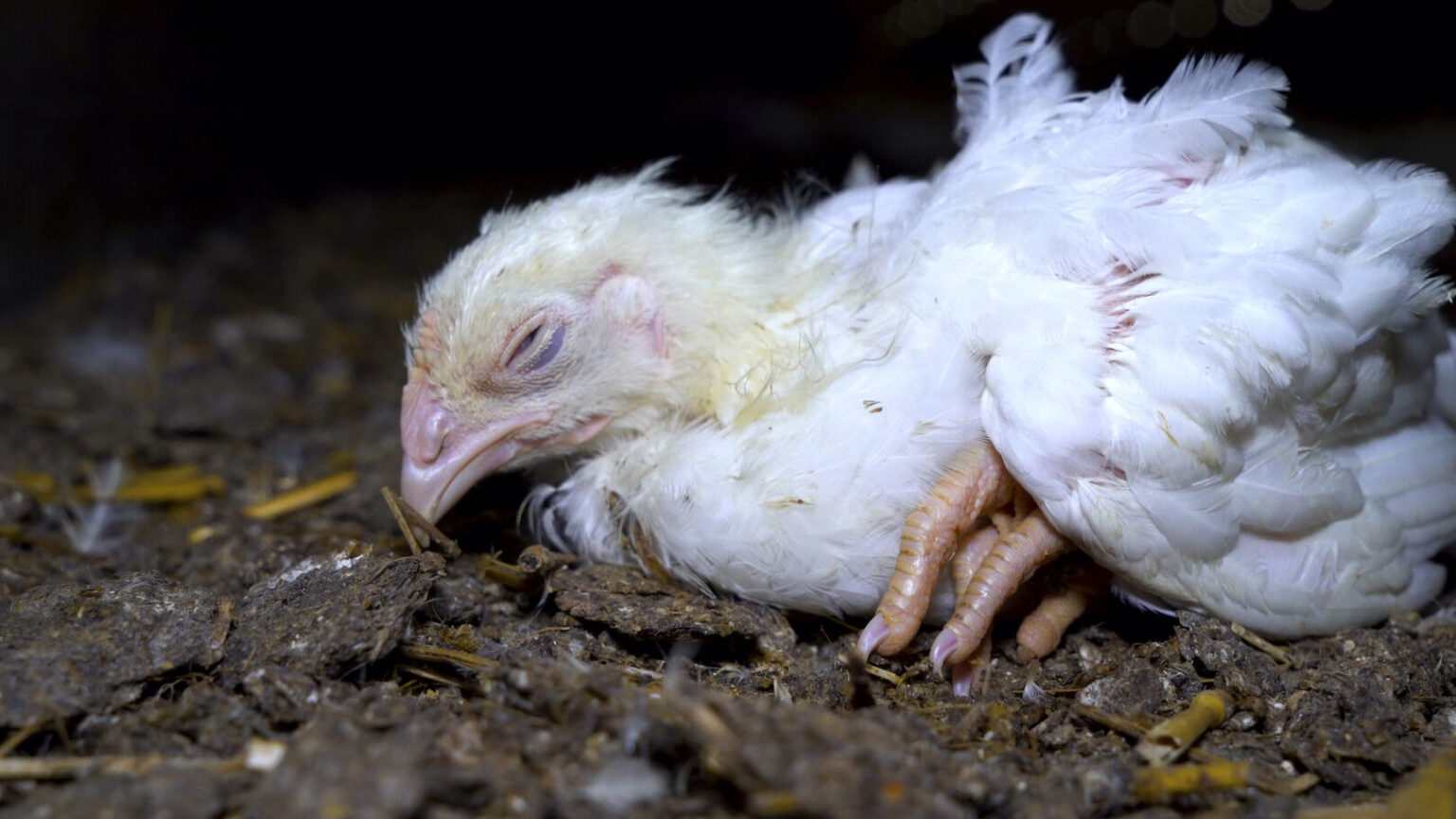 Zoonosis aviarias: guía de enfermedades transmitidas por aves