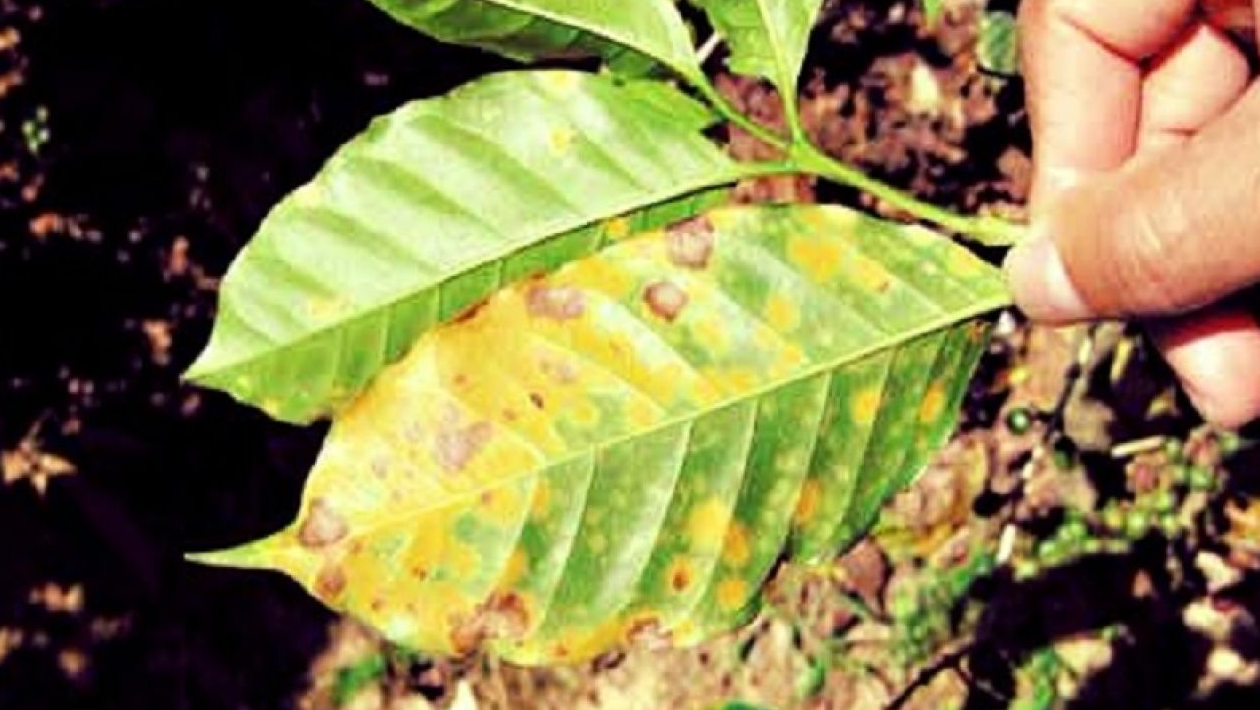 Plagas y enfermedades del café: Problemas comunes y cómo combatirlos