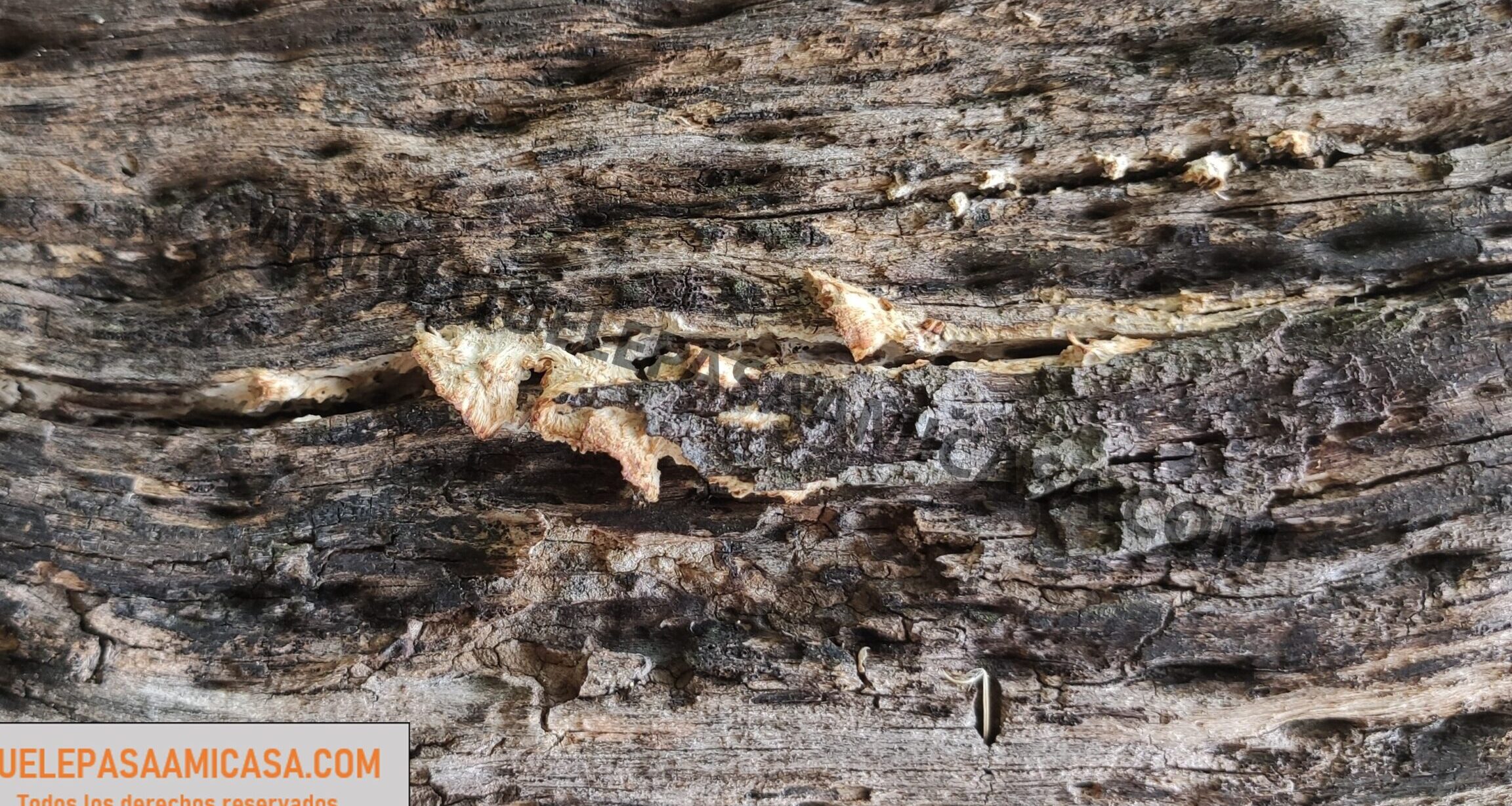 Pruebas de laboratorio vs. identificación visual de carcoma: ventajas y ...