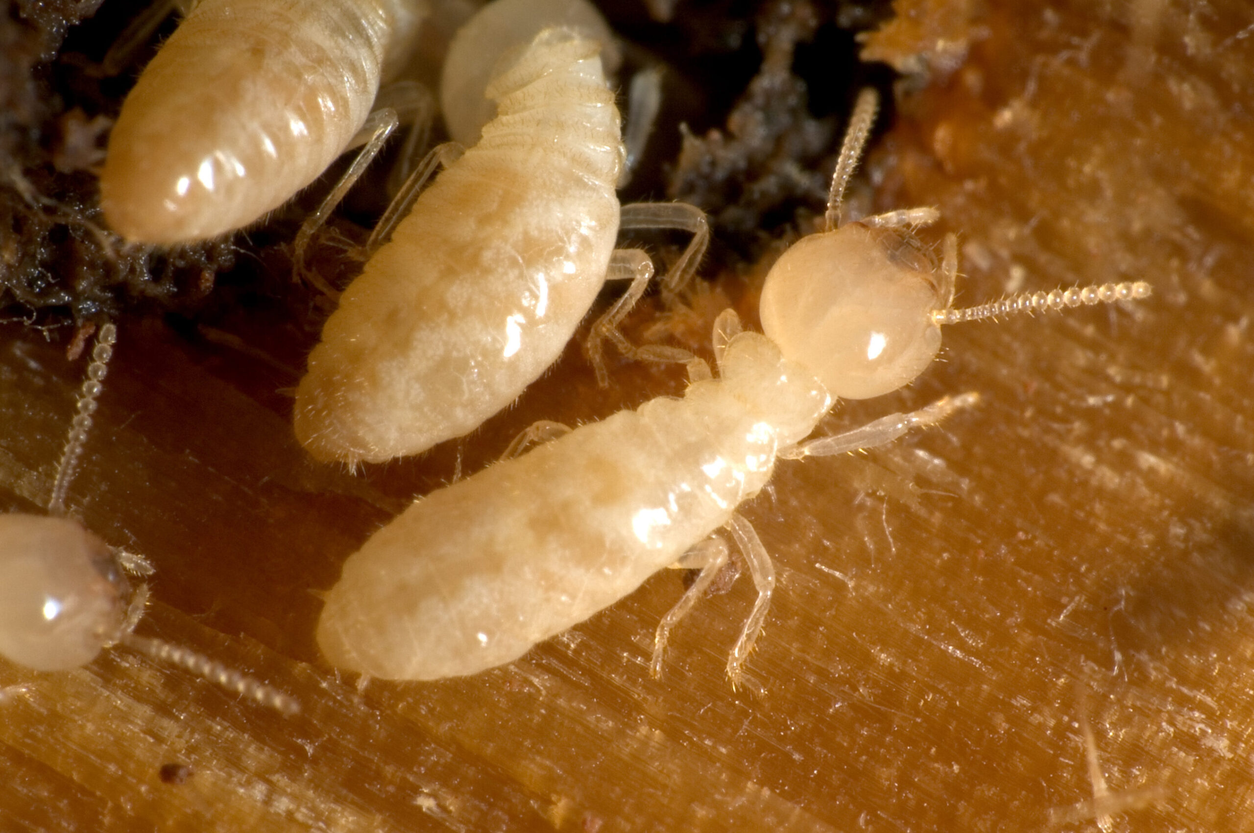 Elimina termitas blancas en casa: Guía completa y efectiva