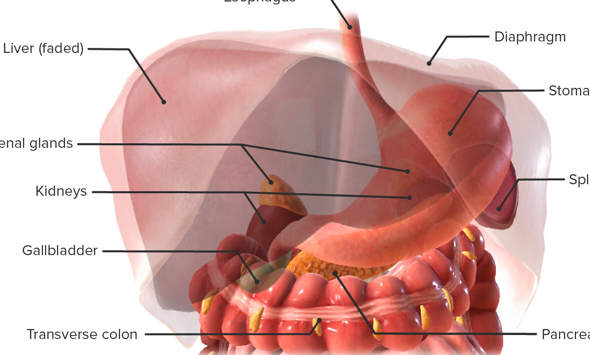 Funciones y estructura del estómago: guía completa de histología y ...