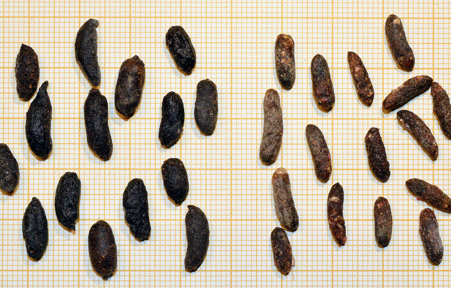 Detecta plagas en casa: identifica excrementos y orina de ratas