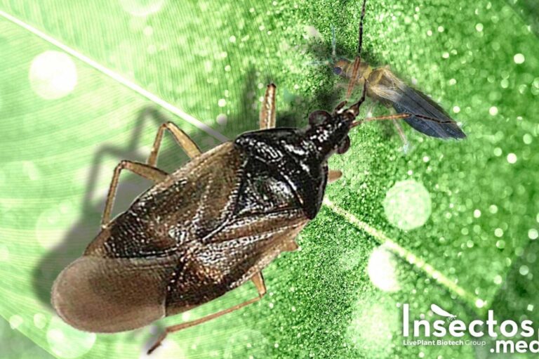 Control biológico: aliados naturales contra plagas e insectos