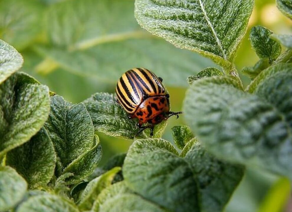 Control efectivo de plagas y enfermedades en la papa: descubre cómo