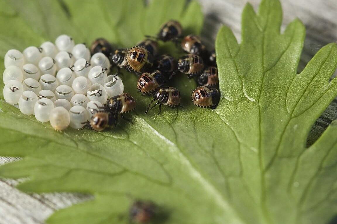 Control de plagas en áreas recreativas: salud y bienestar sin riesgos