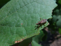 Control cultural de plagas: consejos prácticos para agricultores