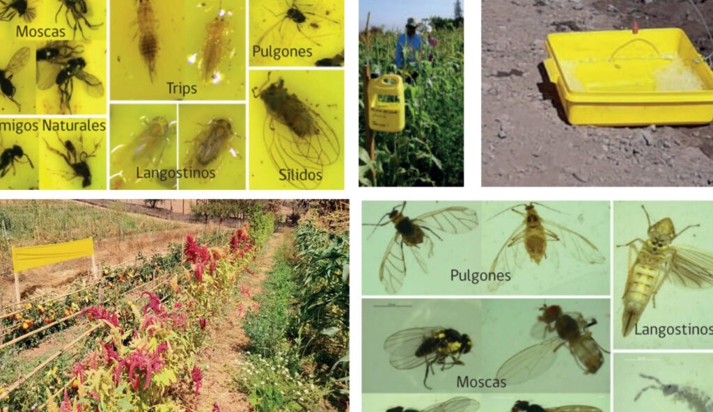 Control de plagas: tipos comunes y uso correcto de trampas
