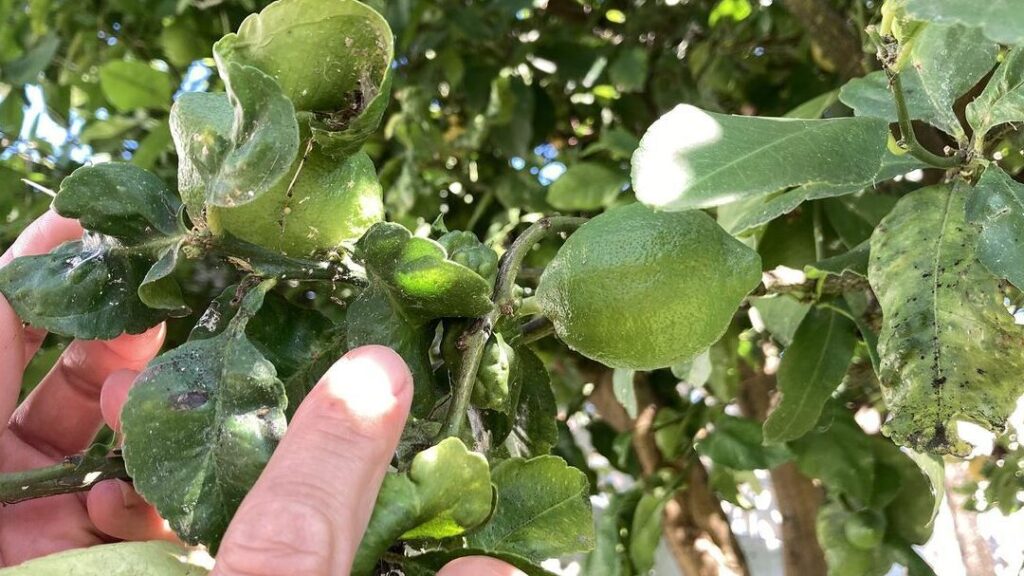 Guía completa para tratar plagas y enfermedades comunes en limoneros