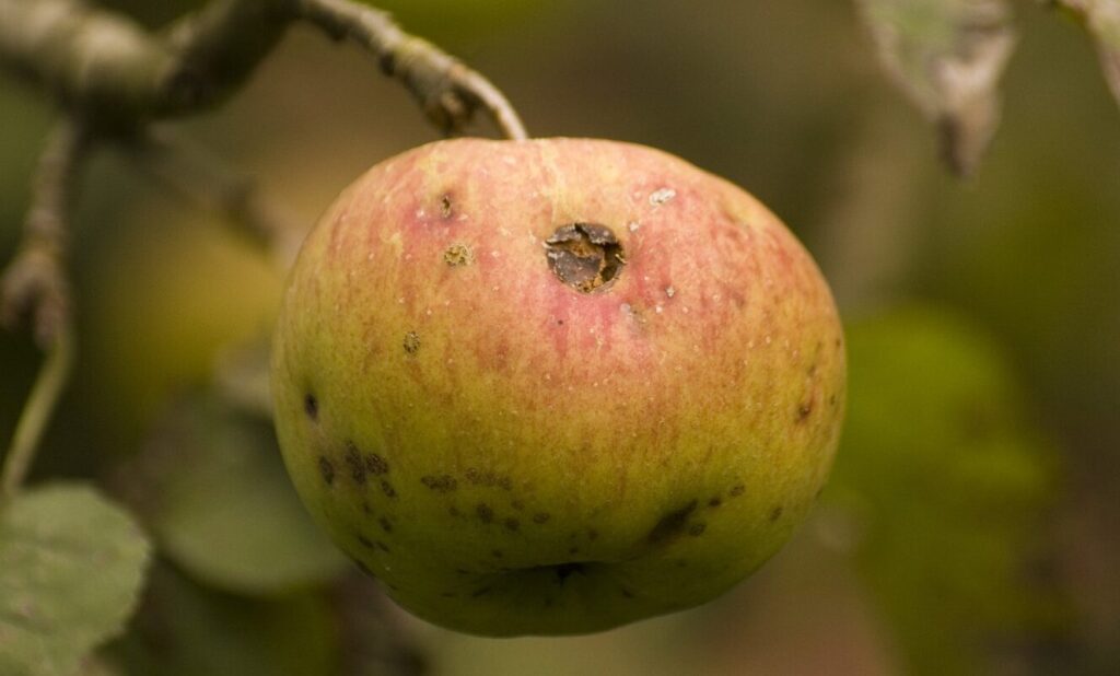 Guía completa para identificar y controlar la plaga del manzano