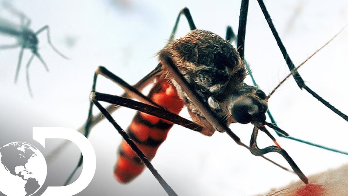 Insecto más mortal: descubre sorprendentes cifras e impactantes datos