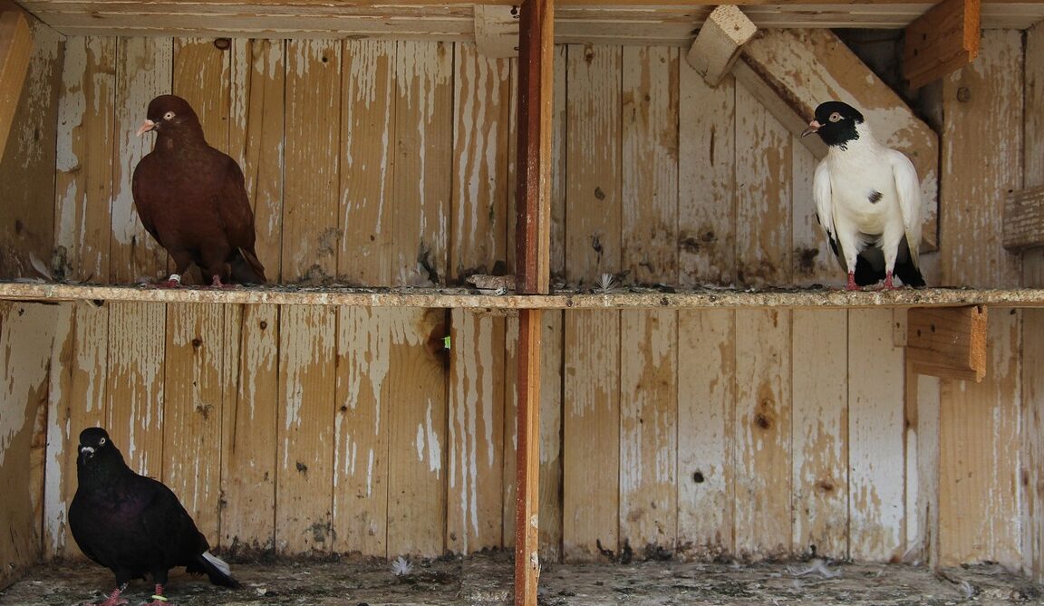 Descubre el refugio secreto de las palomas durante la lluvia