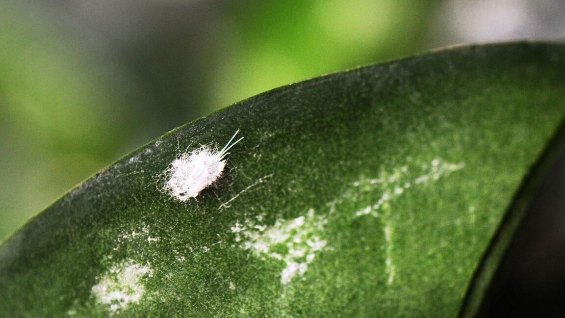 Identificación y control de plagas: guía práctica con inspecciones ...