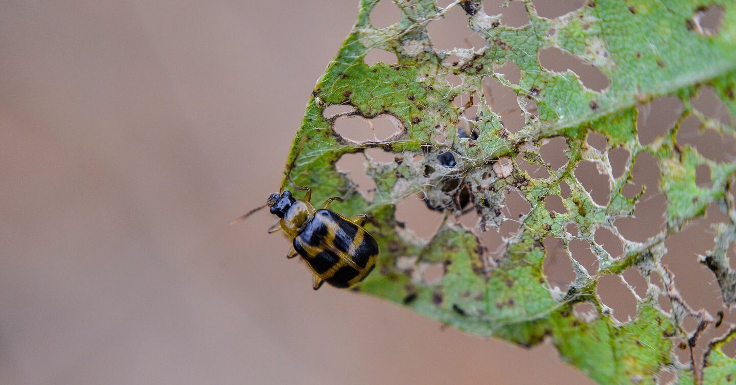 Mantenimiento de plagas en áreas verdes y parques: control efectivo