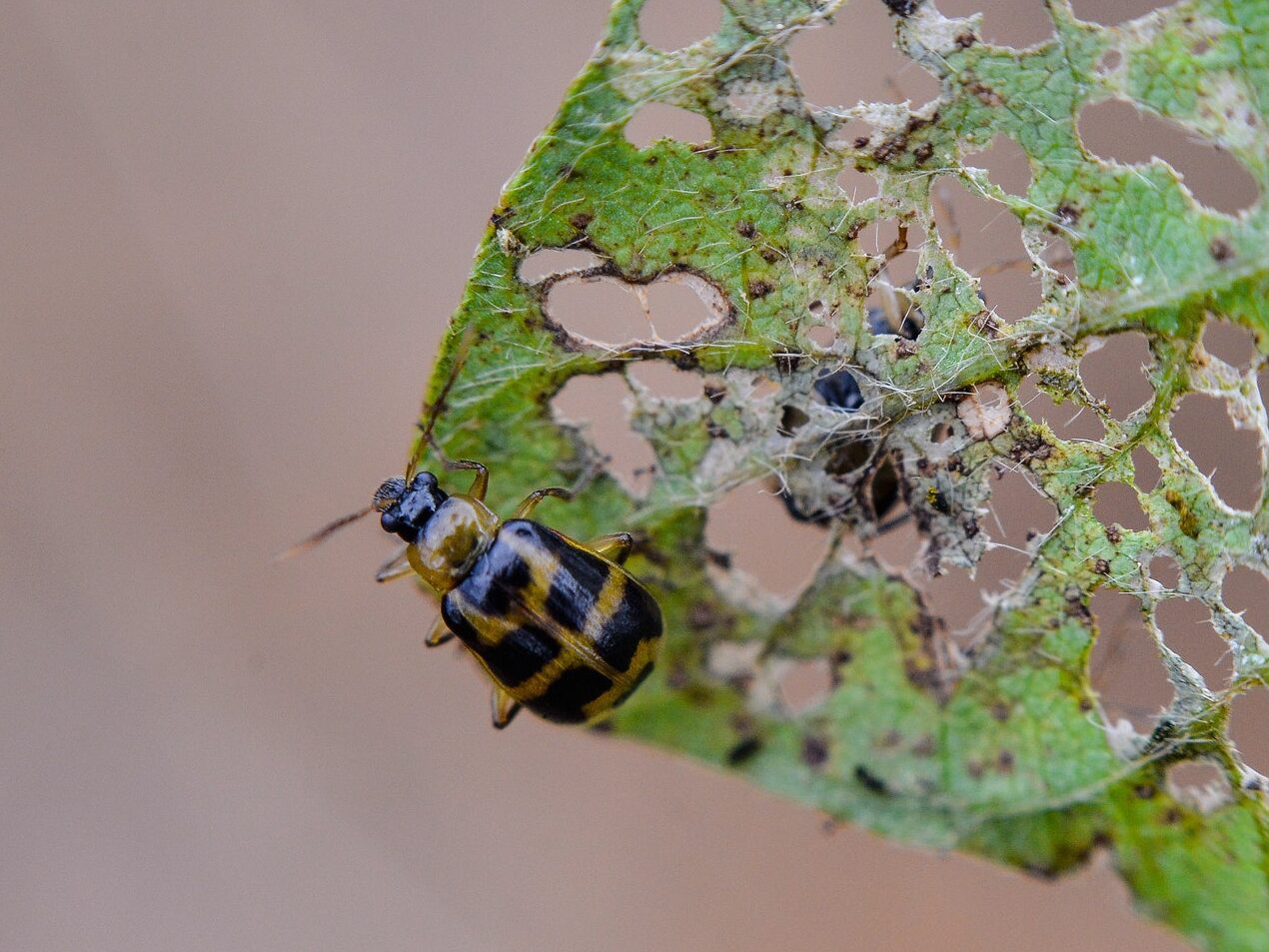 Identifica y combate eficazmente todo tipo de plagas: Guía completa