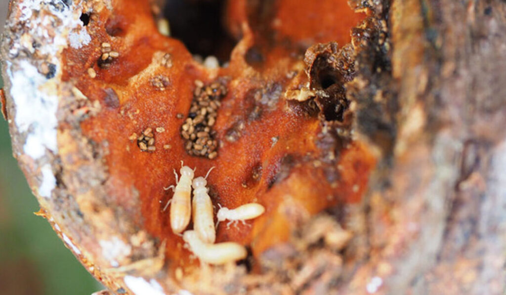 Tratamiento eficaz para la termita hepática en plantas: consejos clave