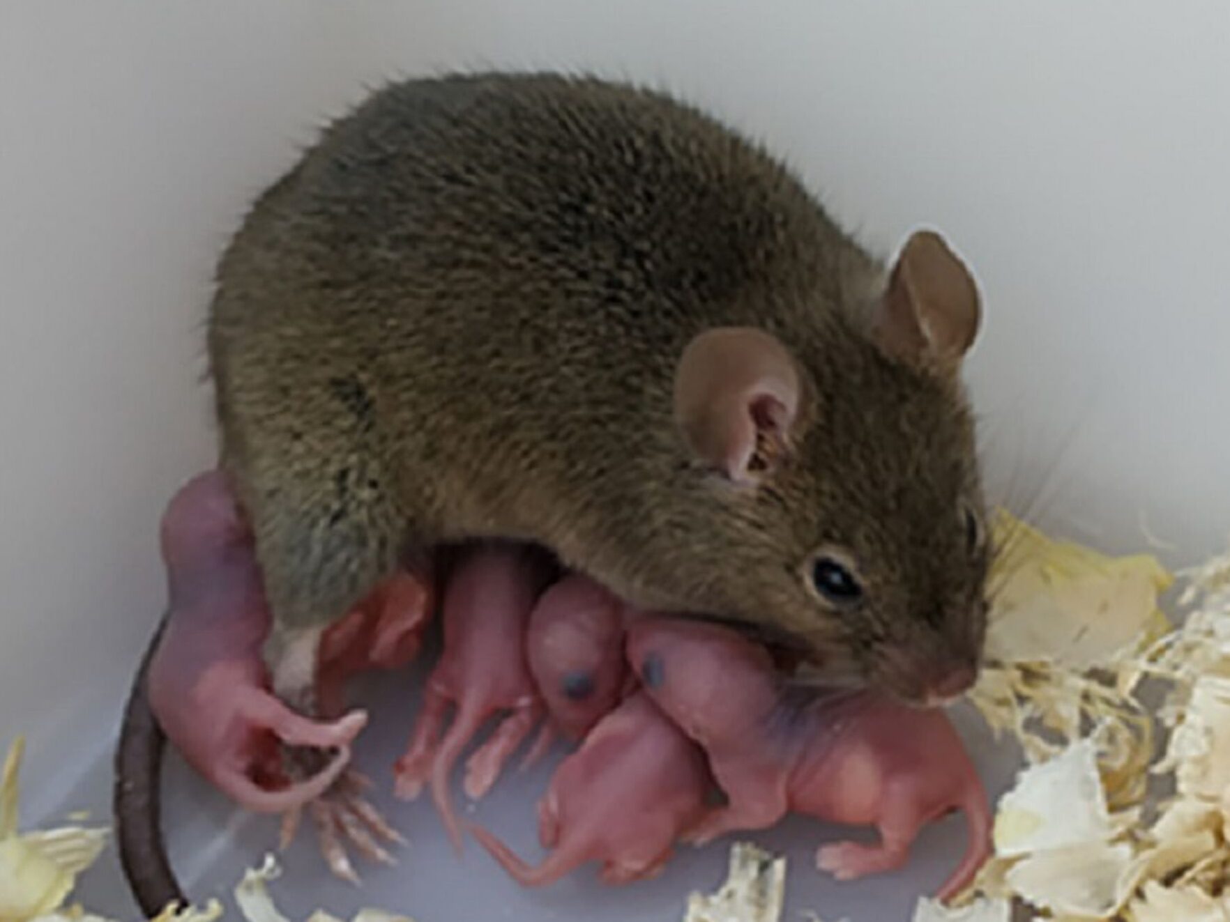 Reproducción de ratas: Cuántos hijos tiene una camada