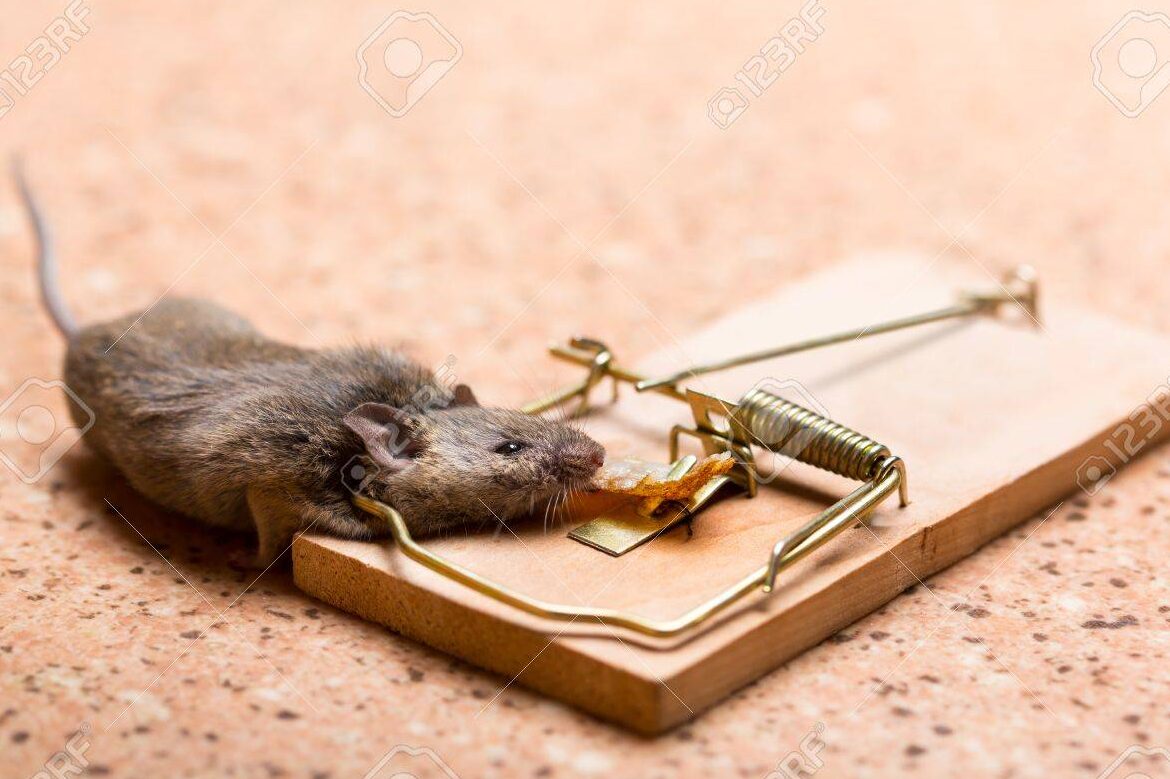 Atrapa ratas rápidamente: tiempo exacto para capturar una en trampa