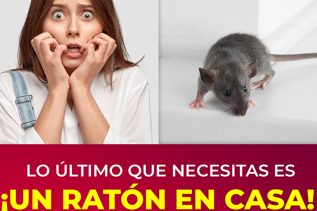 Signos de infestación de ratones: prevención y solución eficaz