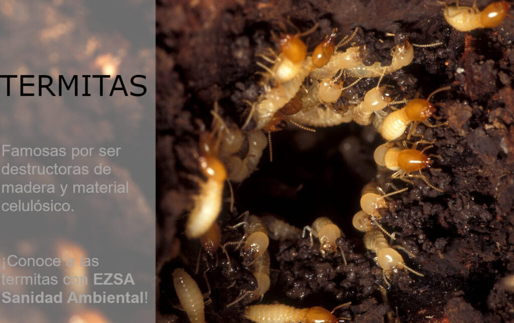 Termita ideal para edificaciones sólidas y libres de plagas