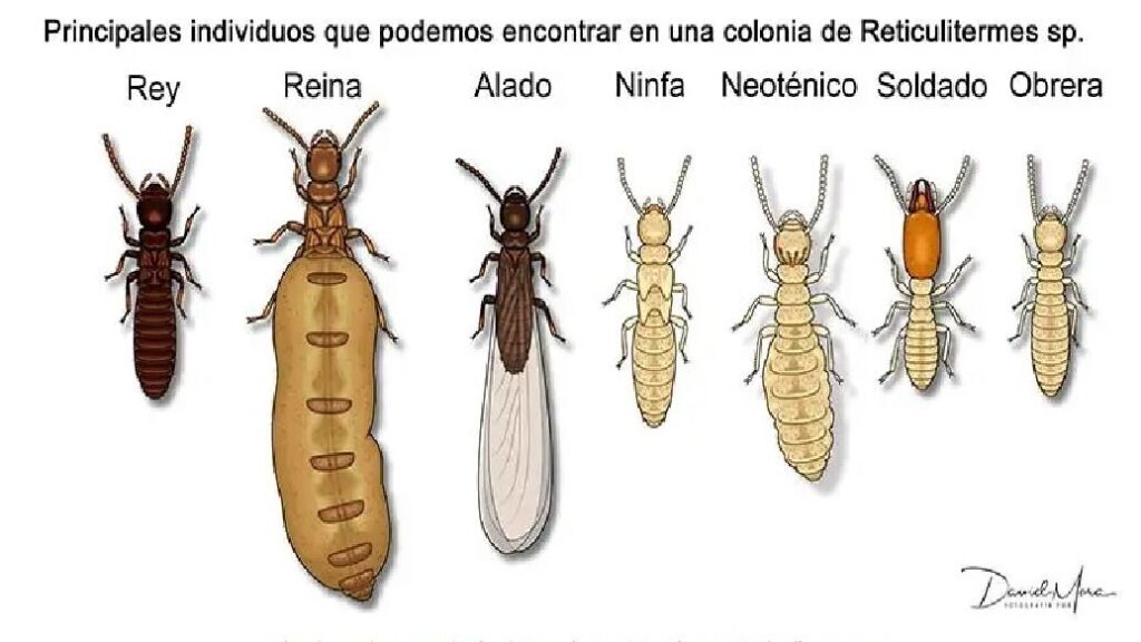 Descubre el tamaño y el impacto de la termita reina en la colonia