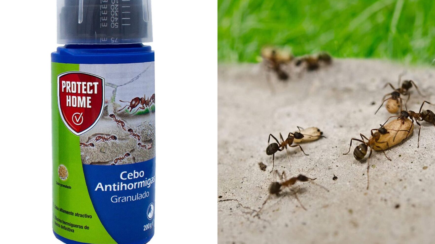 Elimina hormigas de forma eficaz y económica con los mejores venenos